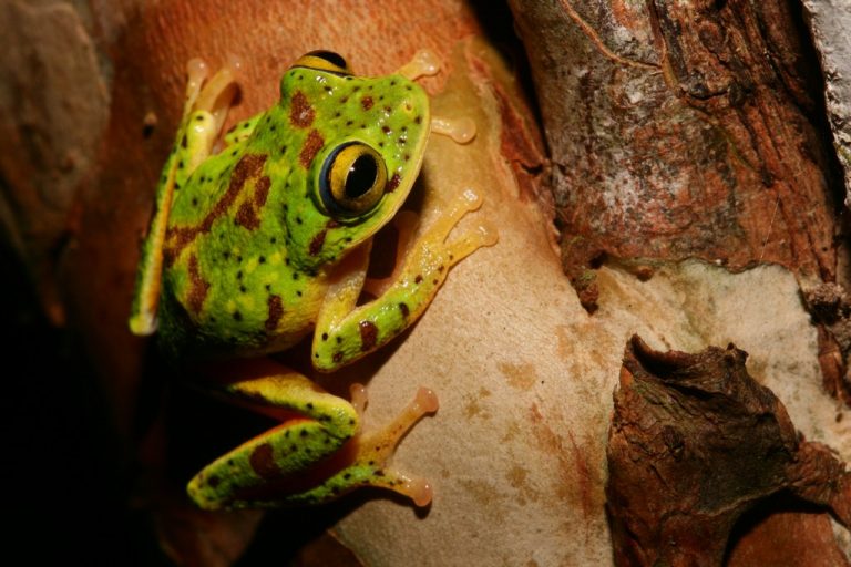 The Origins of Amphibian Diversity - R. Alexander Pyron