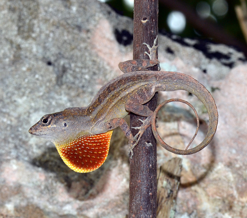Using Experiments in Nature to Study Evolution - Research on Lizard ...